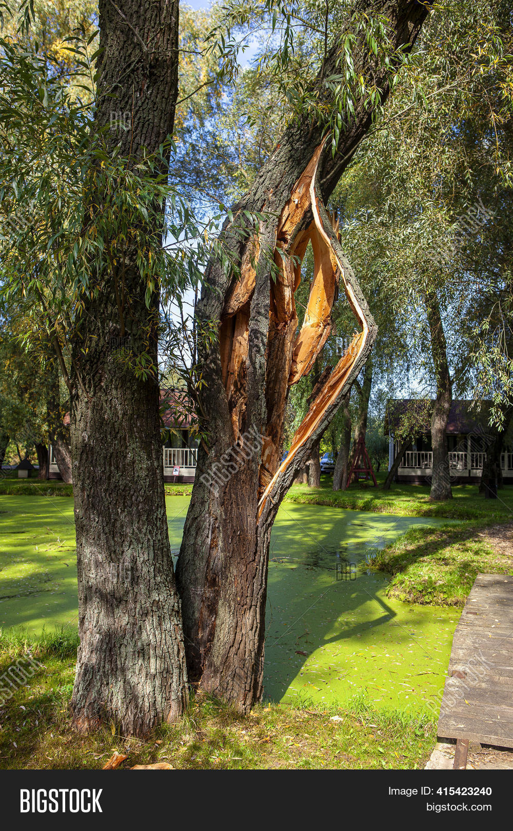 Broken Fractured Tree Image & Photo (Free Trial) | Bigstock