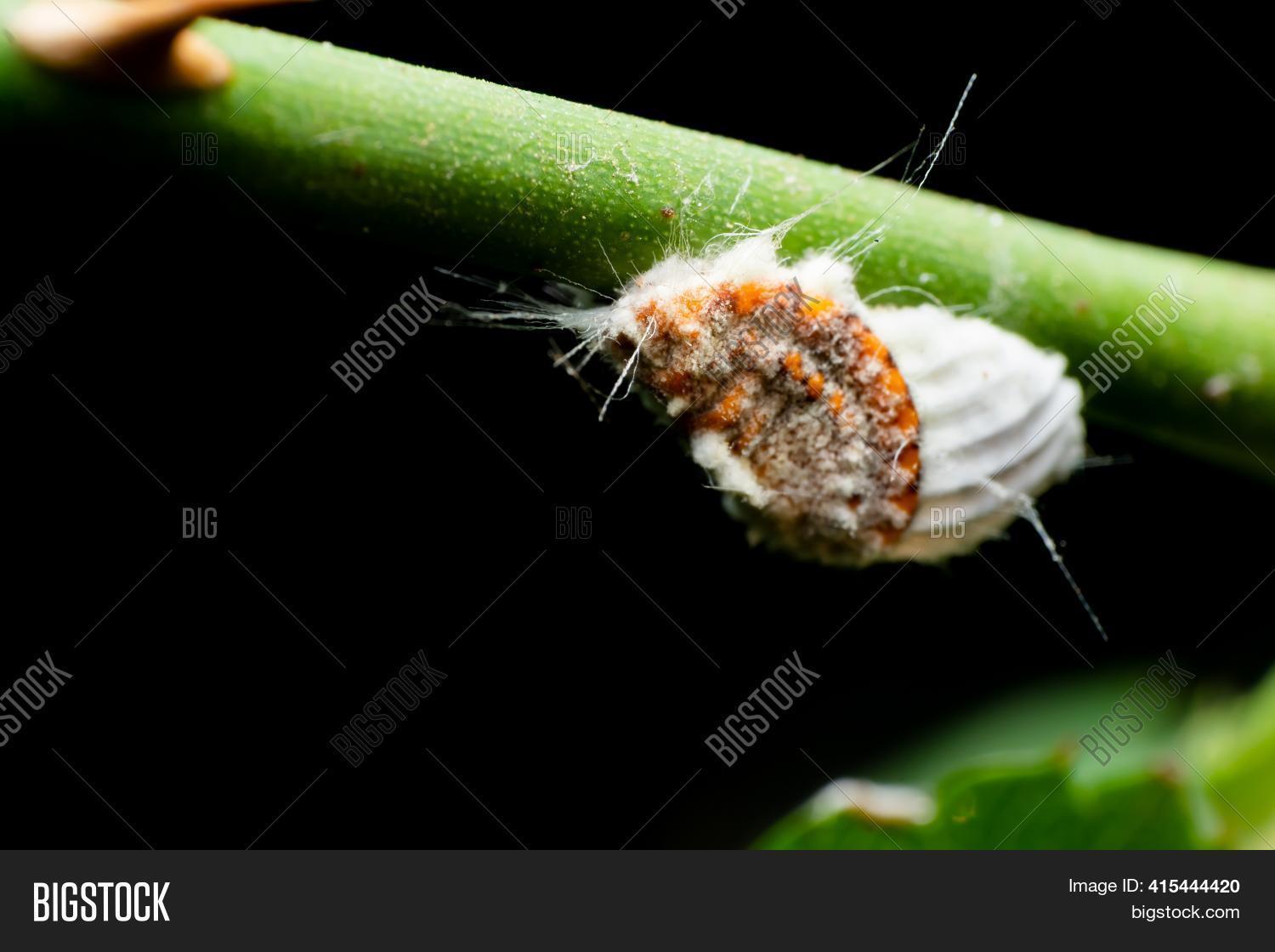 Cottony Cushion Scale Image & Photo (Free Trial) | Bigstock
