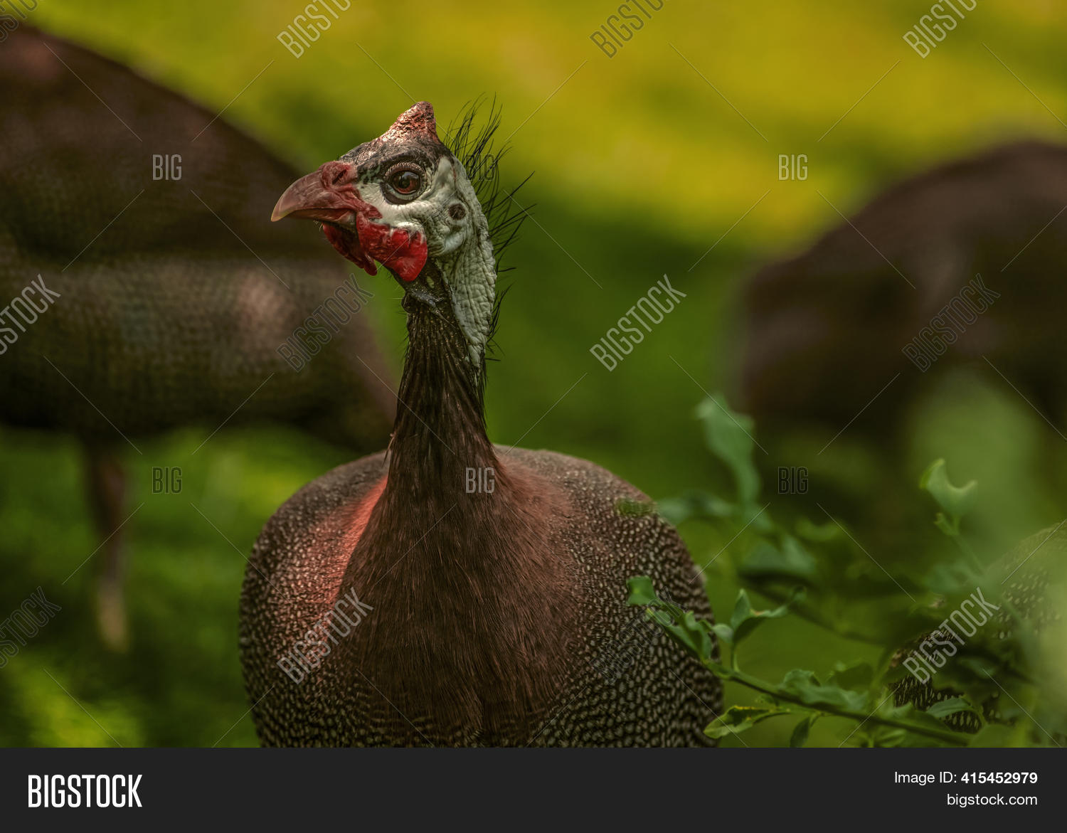 Guinea Fowl Head Image & Photo (Free Trial) | Bigstock