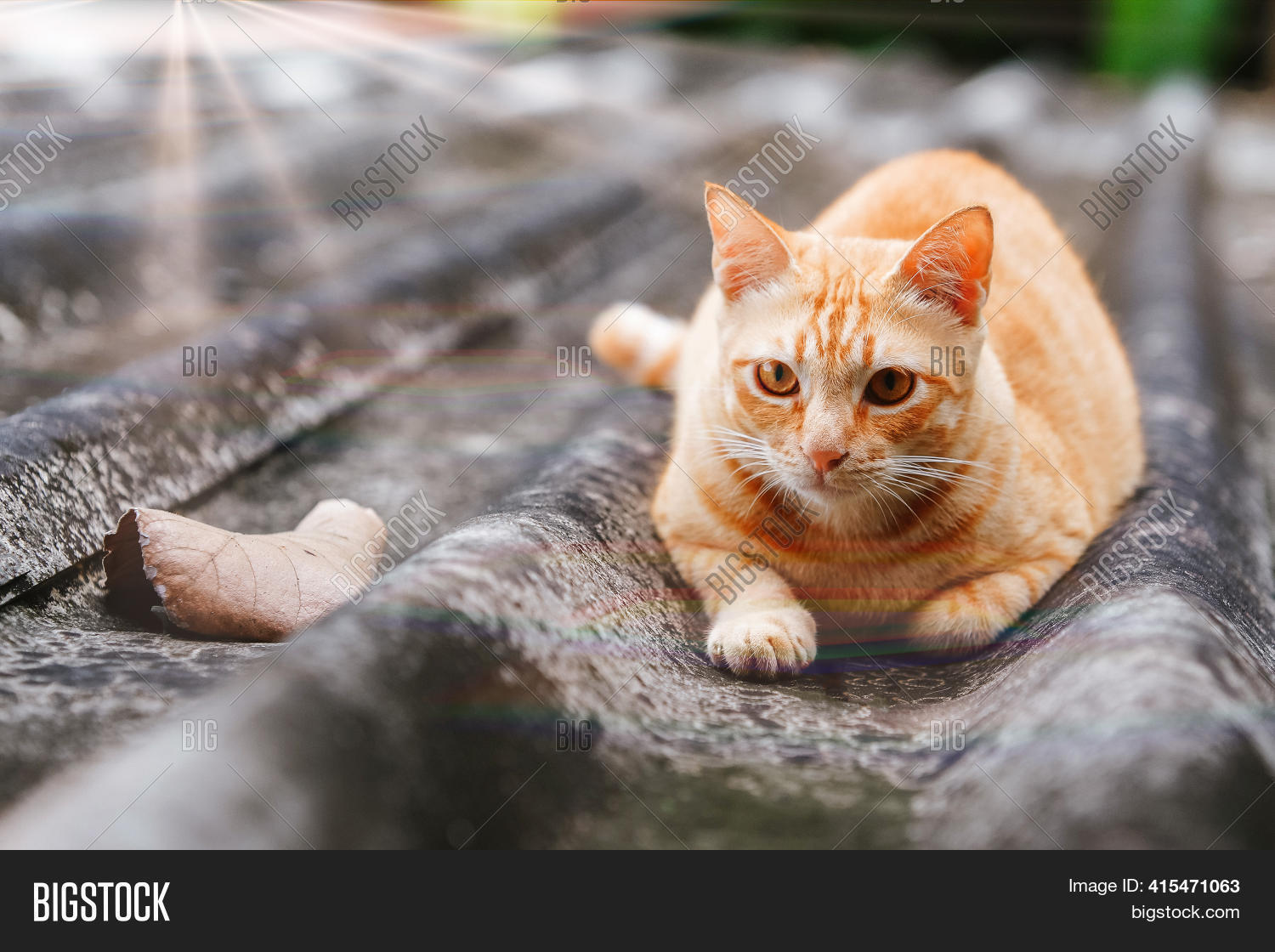 Stray Ginger Cat Amber Image & Photo (Free Trial) | Bigstock