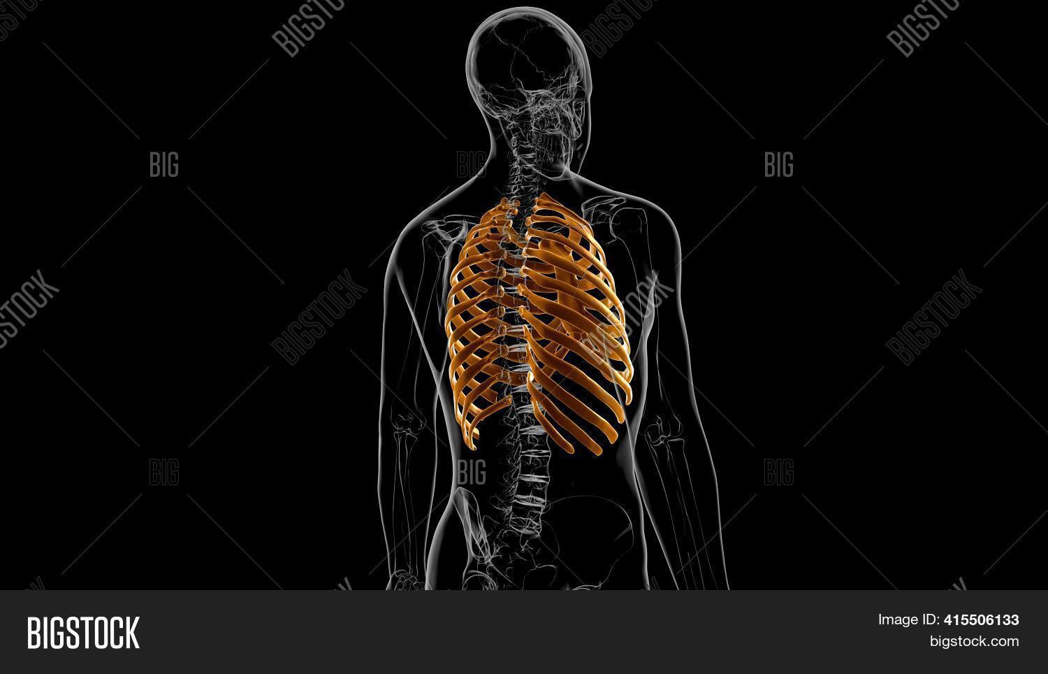 Human Skeleton Anatomy Image & Photo (Free Trial) | Bigstock