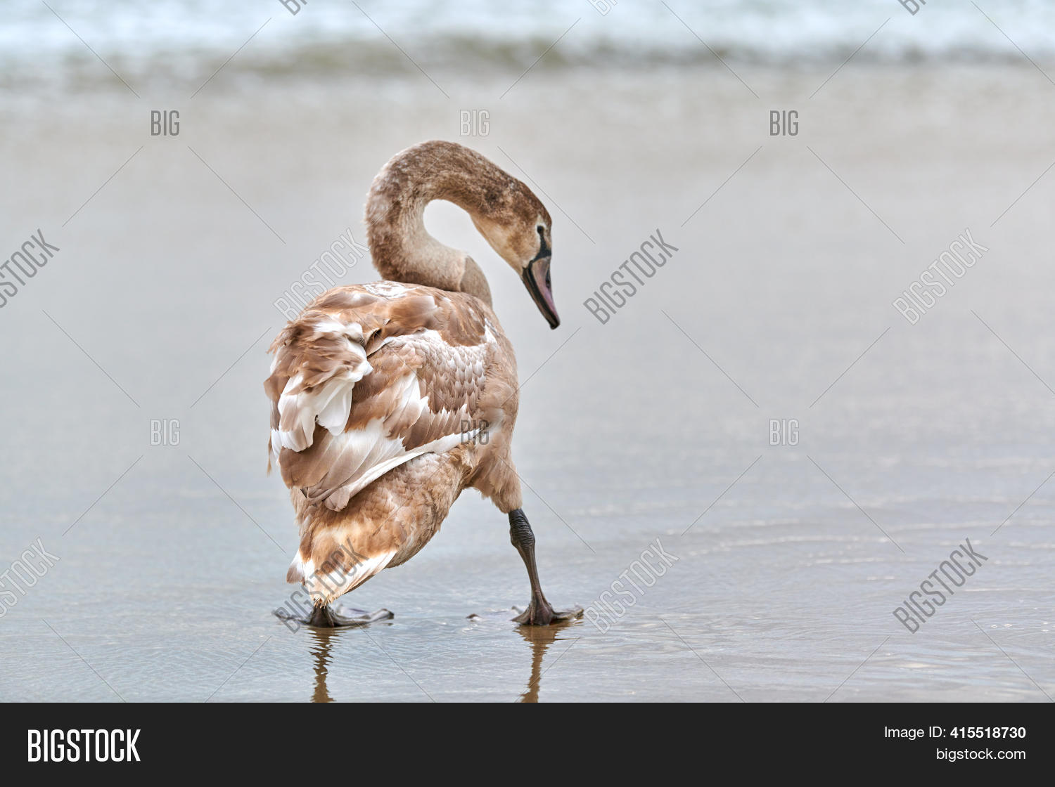 Young Brown Colored Image & Photo (Free Trial) | Bigstock