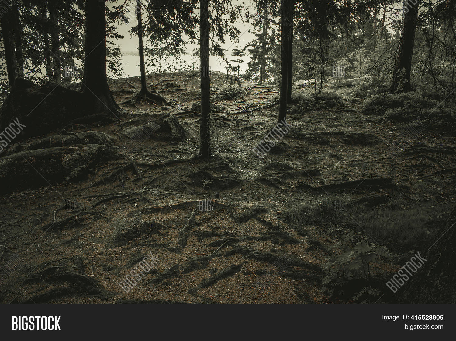 Dark Coniferous Forest Image & Photo (Free Trial) | Bigstock