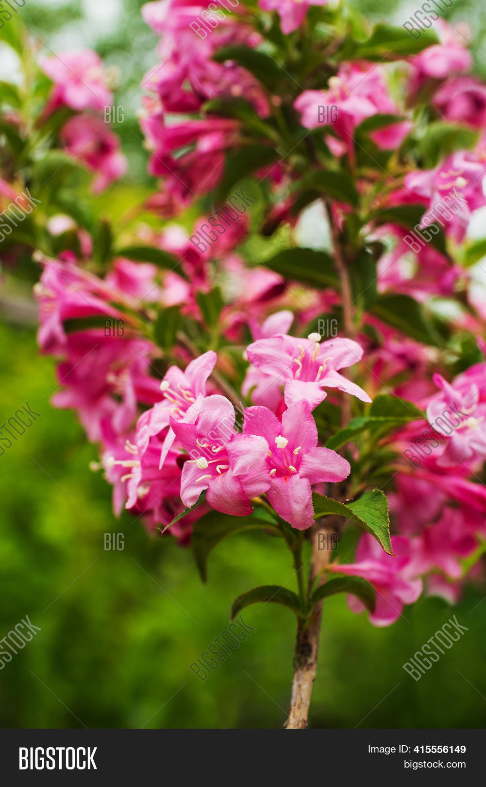 Flowering Weigela Image & Photo (Free Trial) | Bigstock