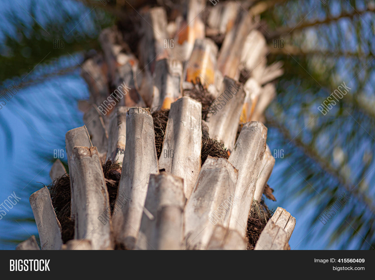 Trunk Asian Palm Tree Image & Photo (Free Trial) | Bigstock
