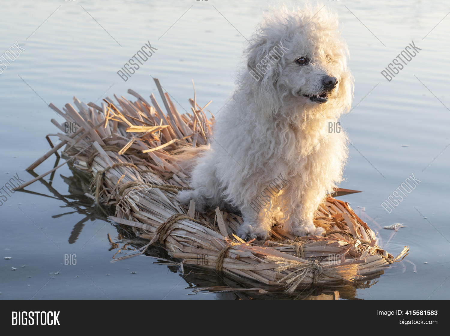 Fluffy White Poodle Image & Photo (Free Trial) | Bigstock