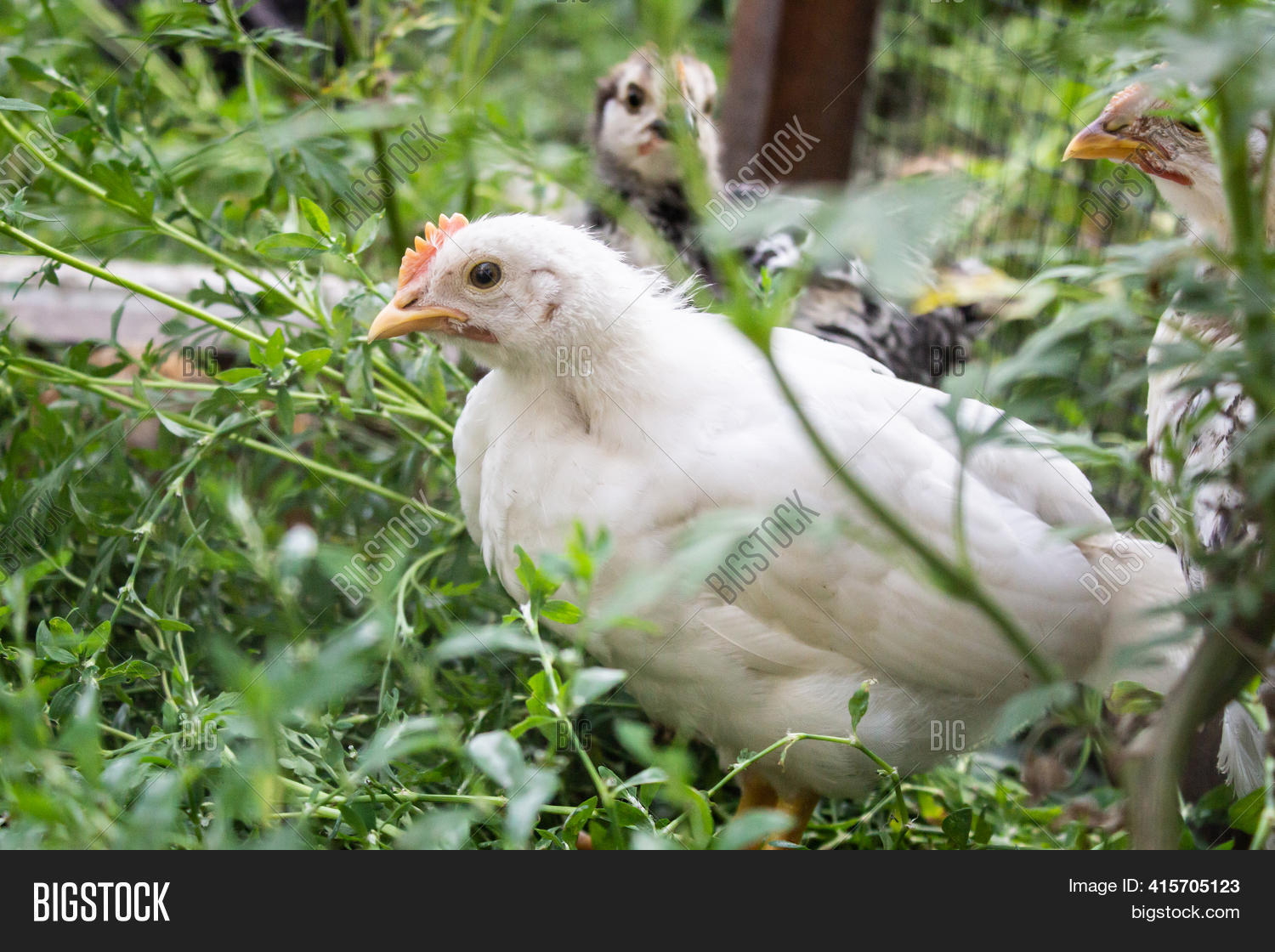Young White Chicken On Image & Photo (Free Trial) | Bigstock