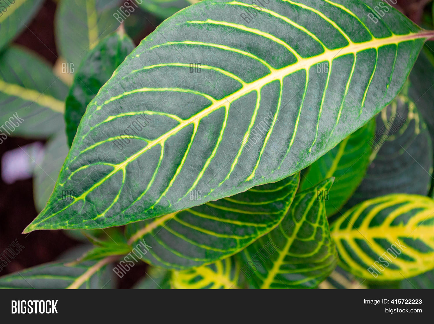 Sanchezia Speciosa Image & Photo (Free Trial) | Bigstock