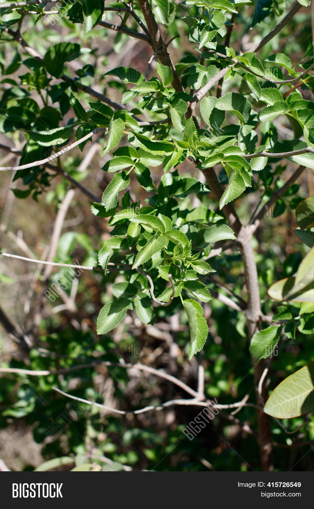 Imparipinnate Opposite Image & Photo (Free Trial) | Bigstock