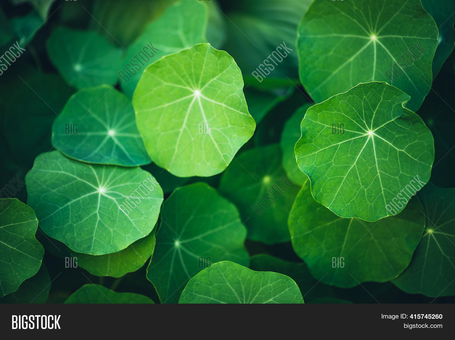Minimalist Nature Image & Photo (Free Trial) | Bigstock