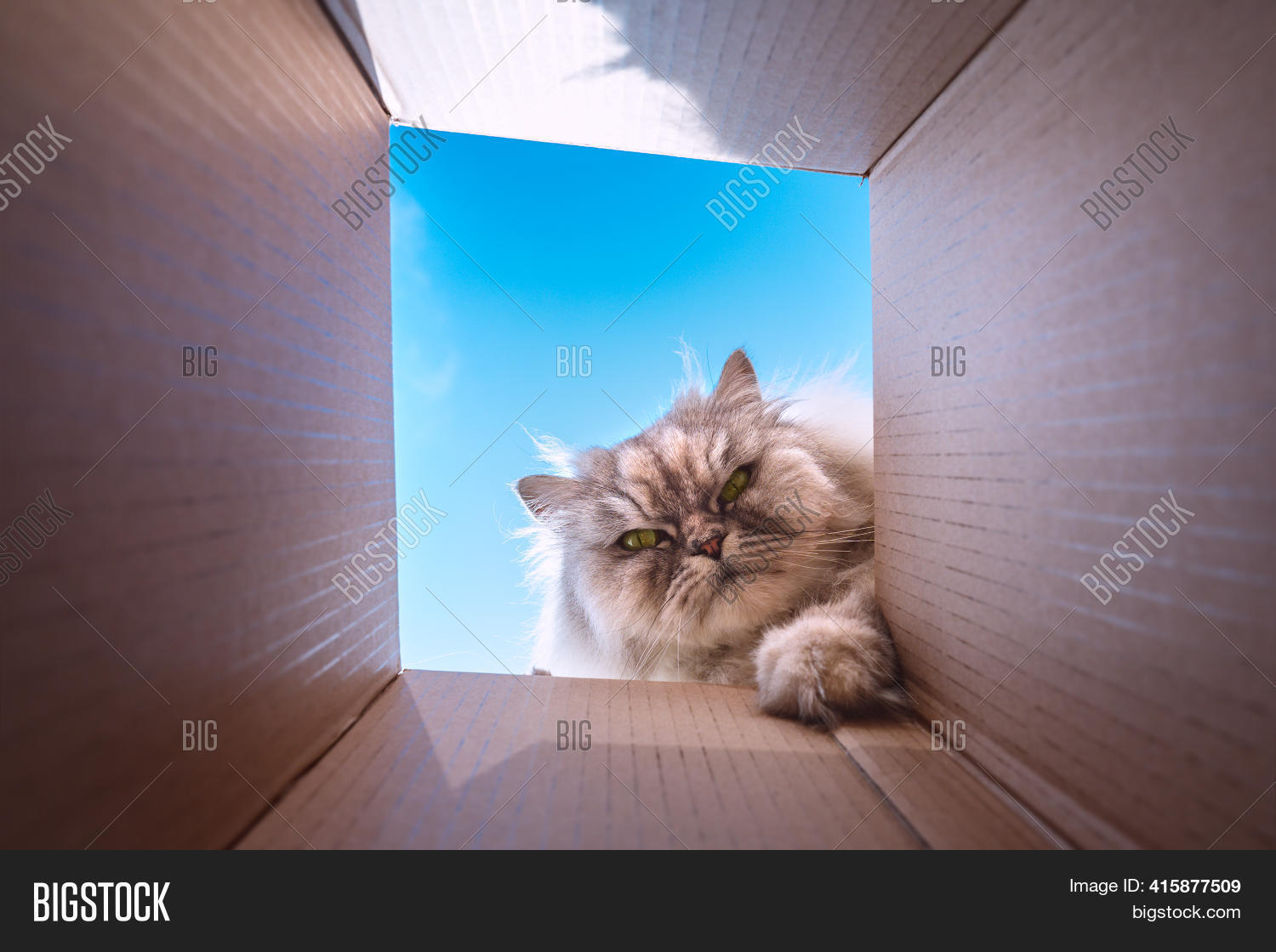 Funny Playful Grumpy Image & Photo (Free Trial) | Bigstock