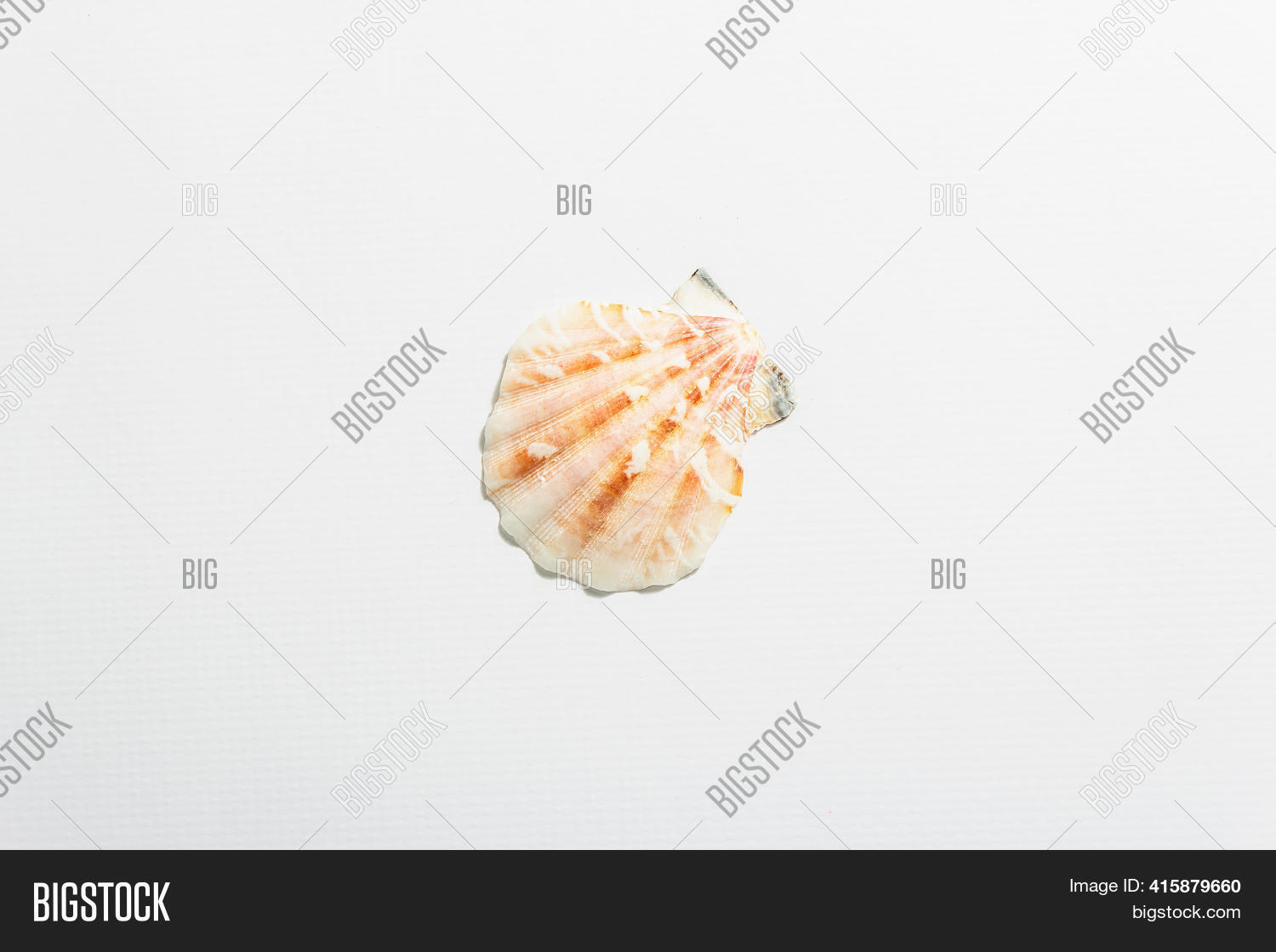 Single Seashell Image & Photo (Free Trial) | Bigstock
