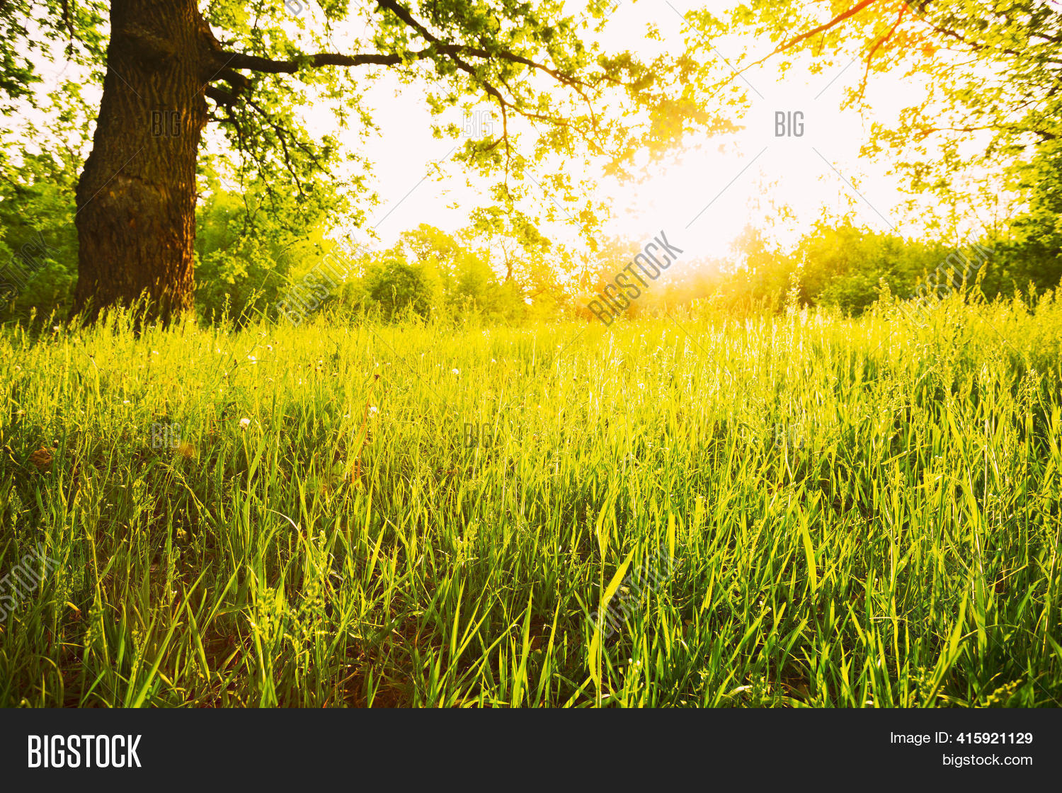 Summer Sunny Forest Image & Photo (Free Trial) | Bigstock