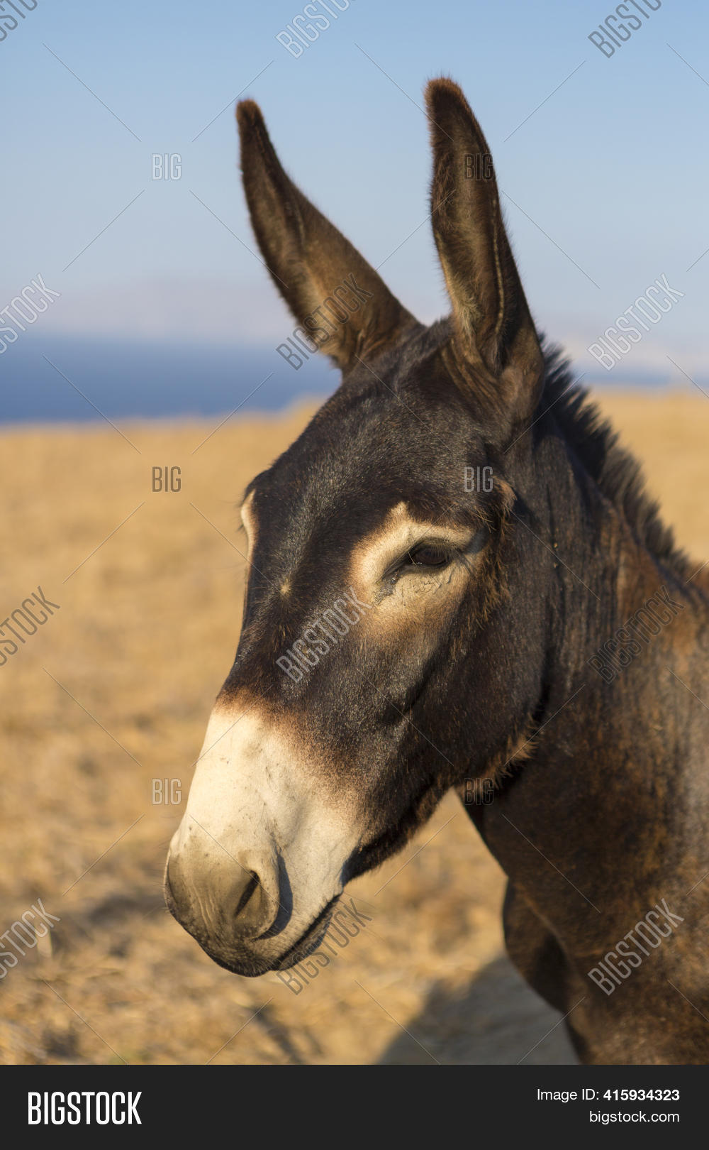 Close Mule's Head Image & Photo (Free Trial) | Bigstock