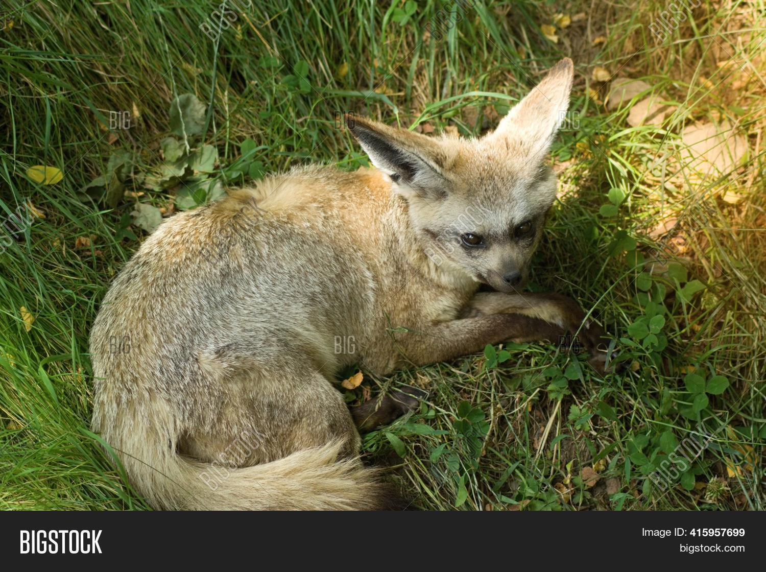 Fennec Fox Lying Image & Photo (Free Trial) | Bigstock