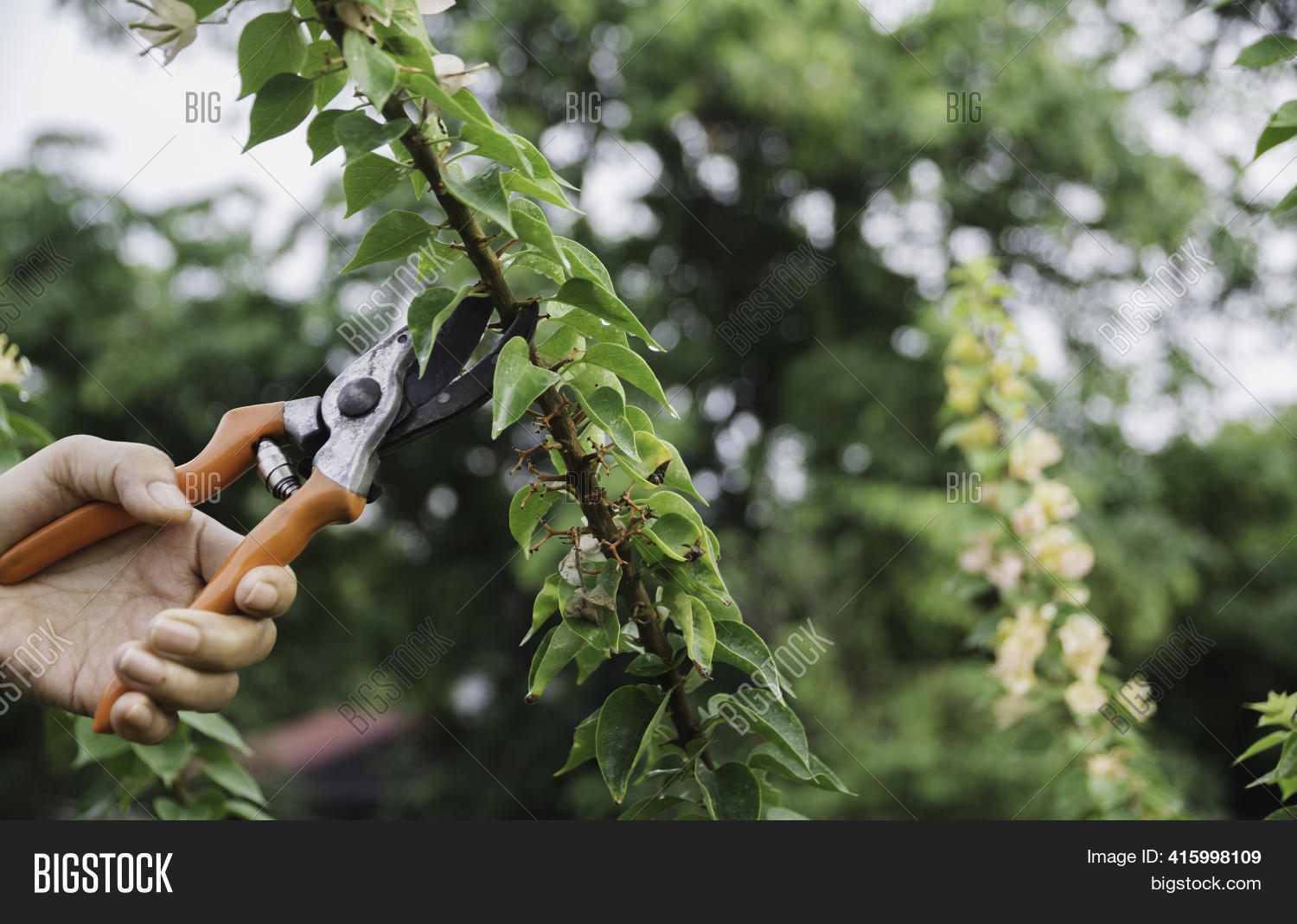 Gardener Pruning Trees Image & Photo (Free Trial) | Bigstock