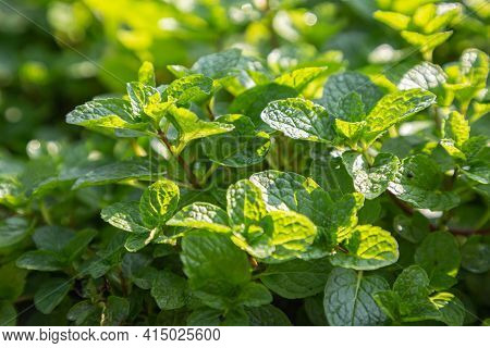 Fresh Peppermint Image & Photo (Free Trial) | Bigstock