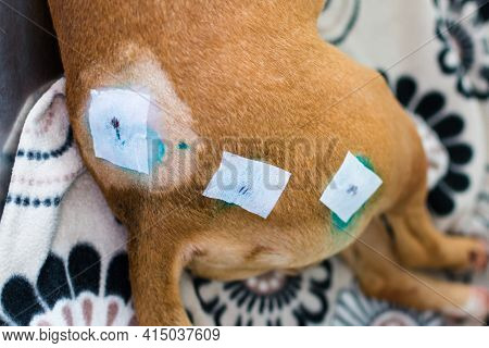 Close- Photo Dog Lumps Image & Photo (Free Trial) | Bigstock