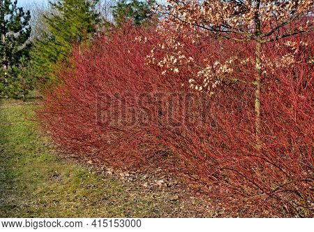Medium Sized Deciduous Image & Photo (Free Trial) | Bigstock