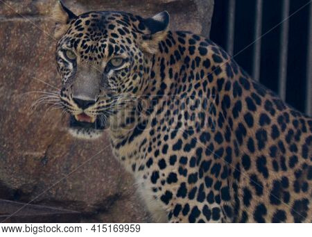 Indian Leopard Front Image & Photo (Free Trial) | Bigstock