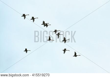 Flock Birds, Swans Image & Photo (Free Trial) | Bigstock
