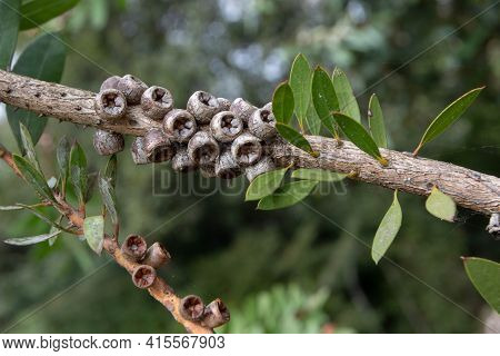 Callistemon Rigidus Image & Photo (Free Trial) | Bigstock