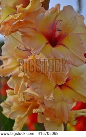 Gladiolus Beautiful Image & Photo (Free Trial) | Bigstock