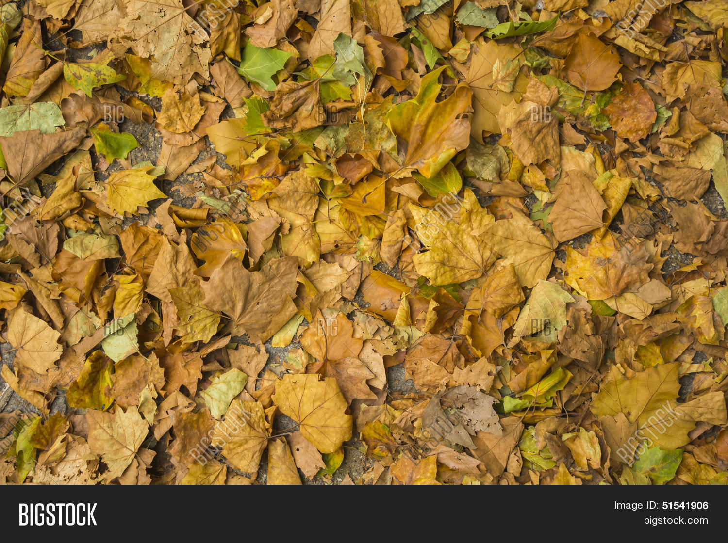 Autumn Leaves Texture Image & Photo (Free Trial) | Bigstock