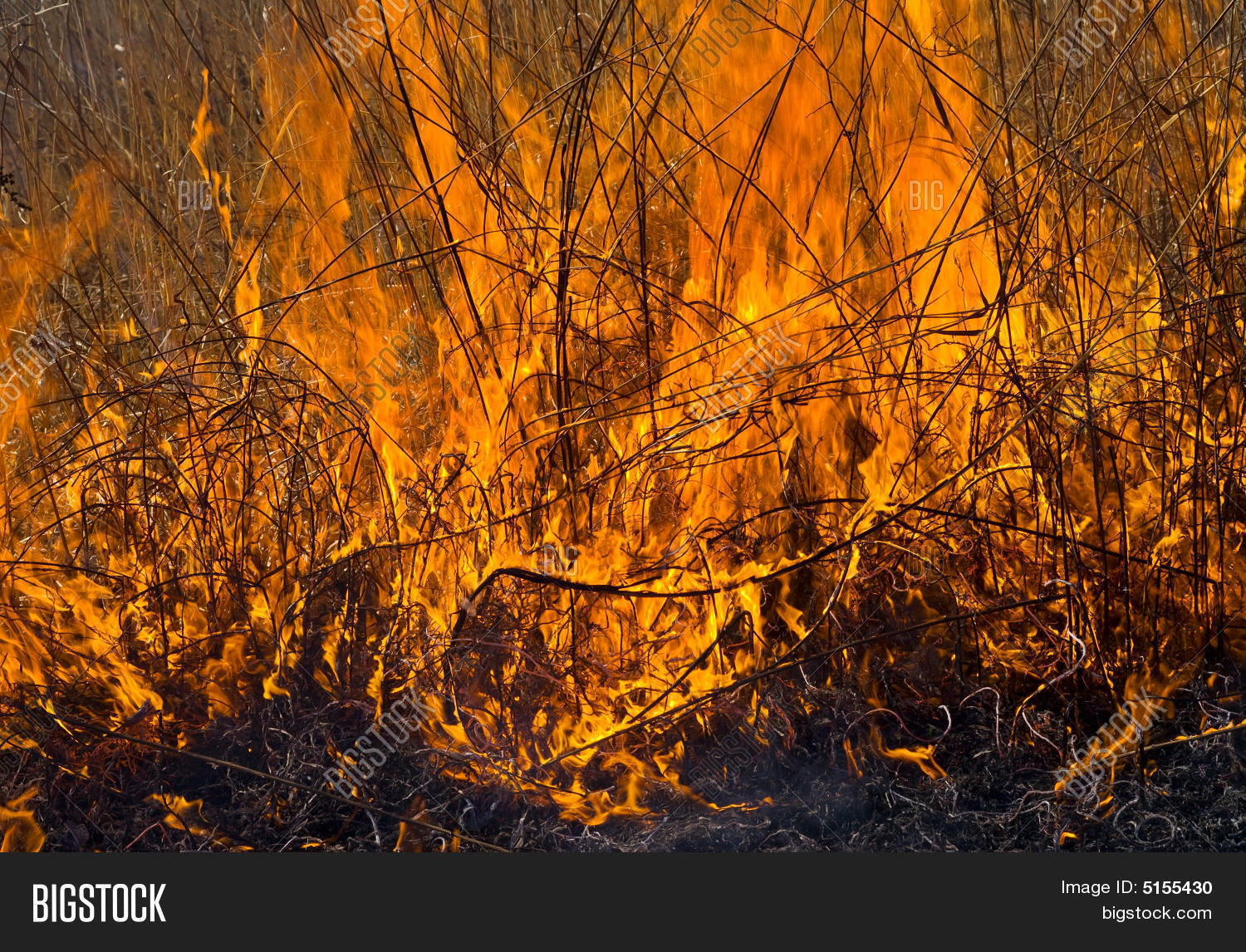 Flame Brushfire Image & Photo (Free Trial) | Bigstock