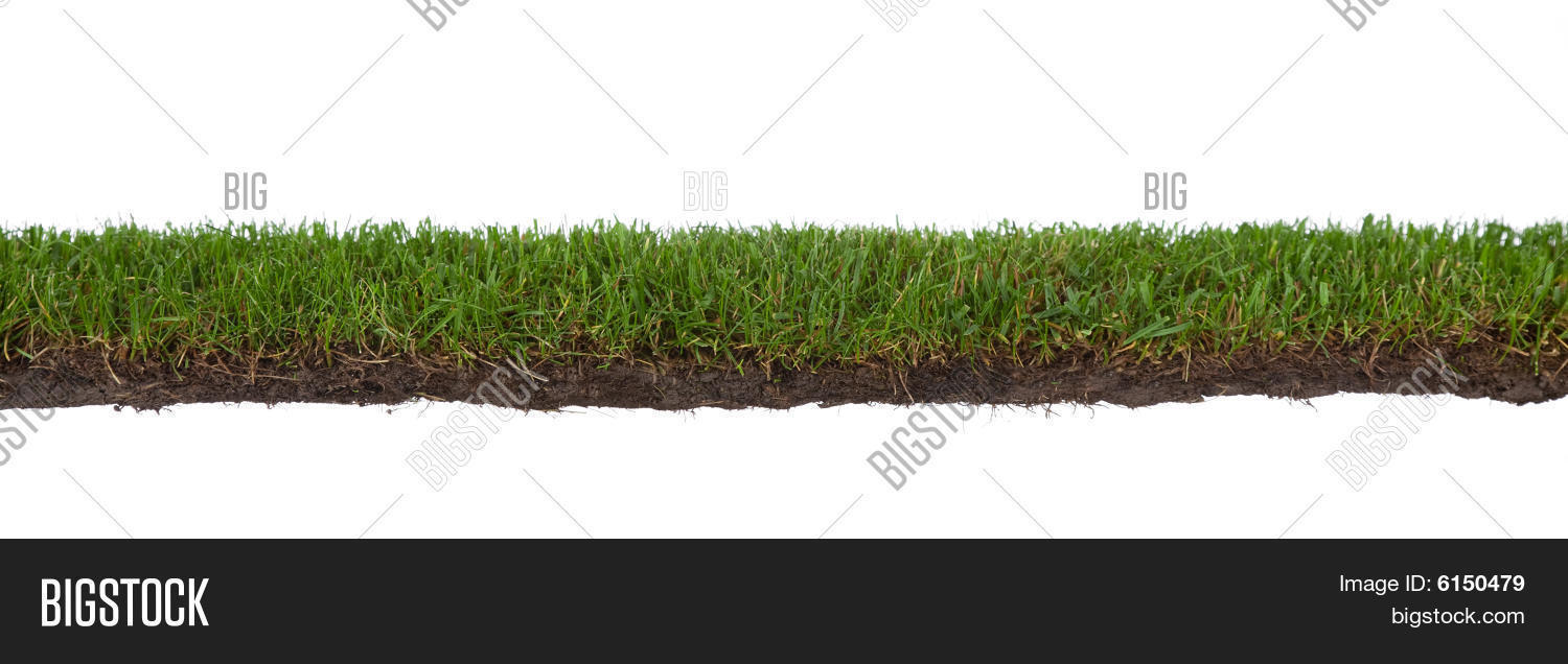 Grass Roots Dirt Image & Photo (Free Trial) | Bigstock