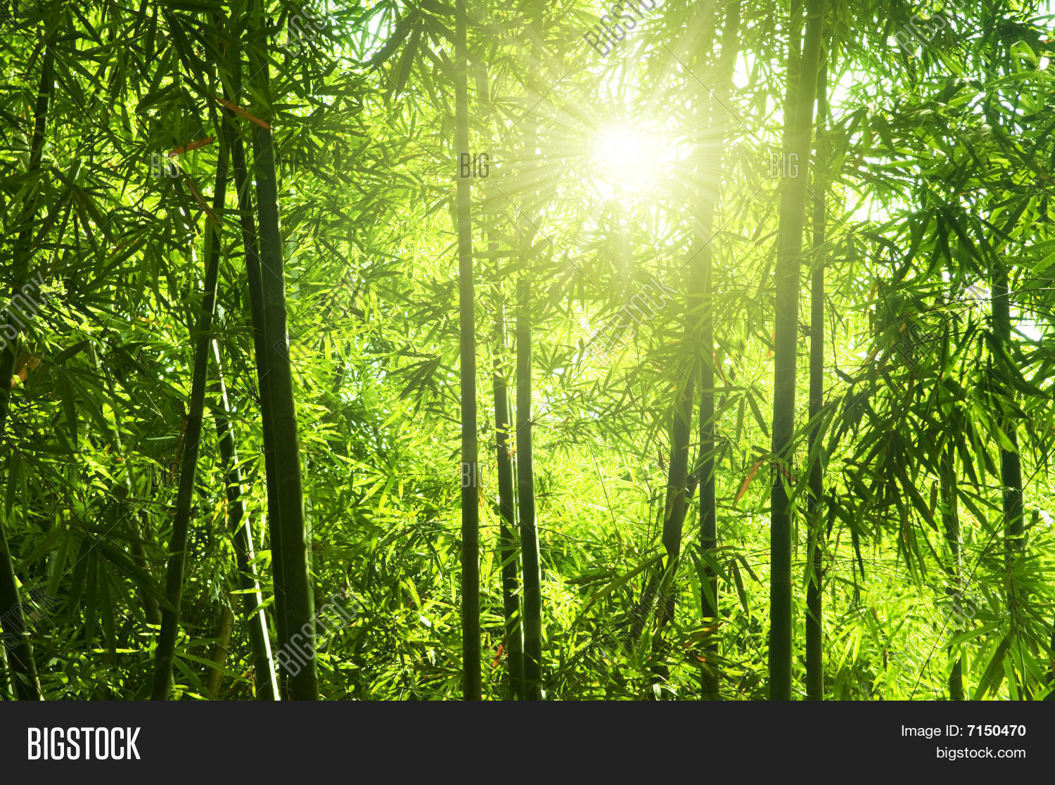 Bamboo Forest Image & Photo (Free Trial) | Bigstock