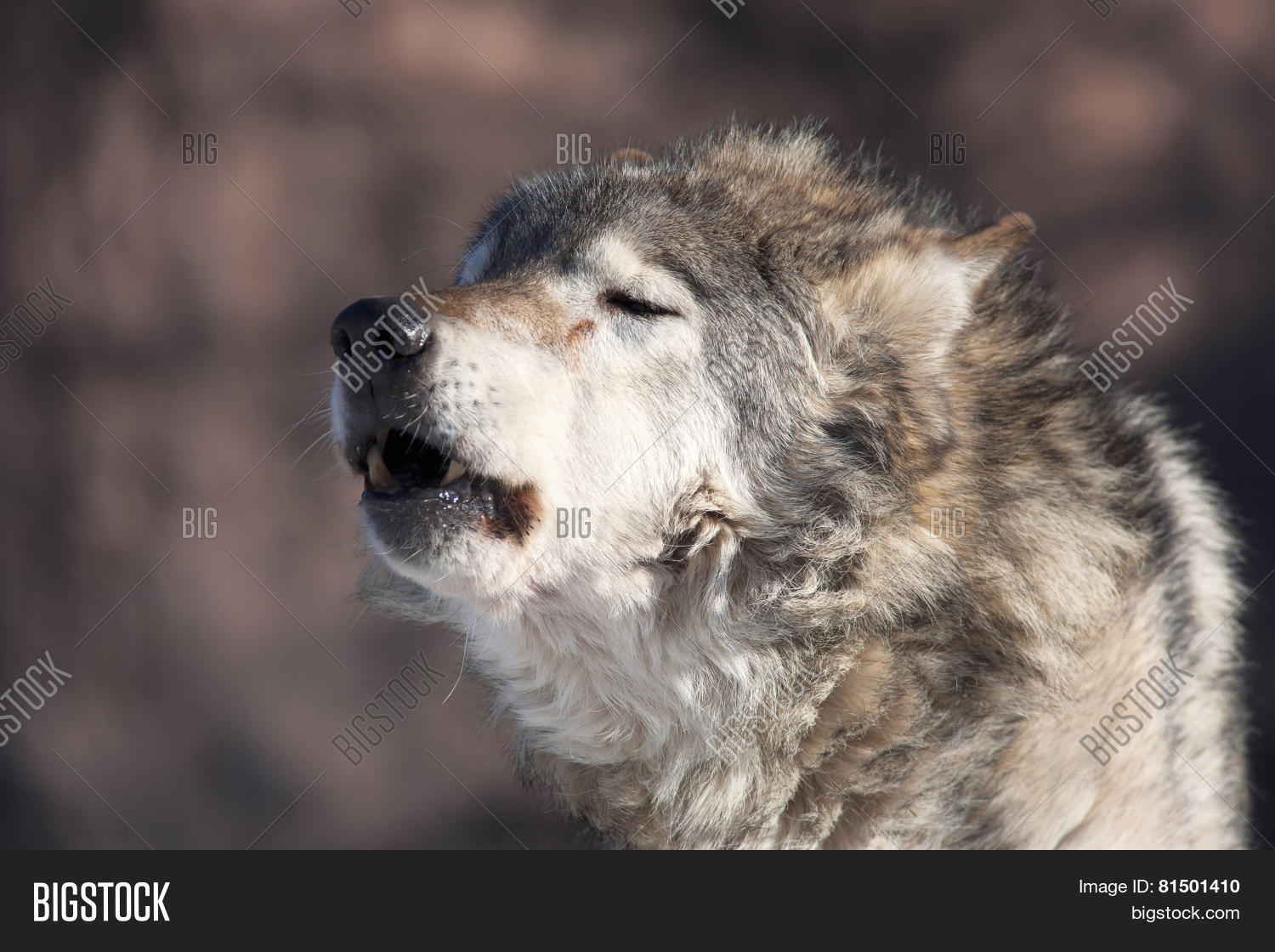 Old Howling Wolf Male Image & Photo (Free Trial) | Bigstock