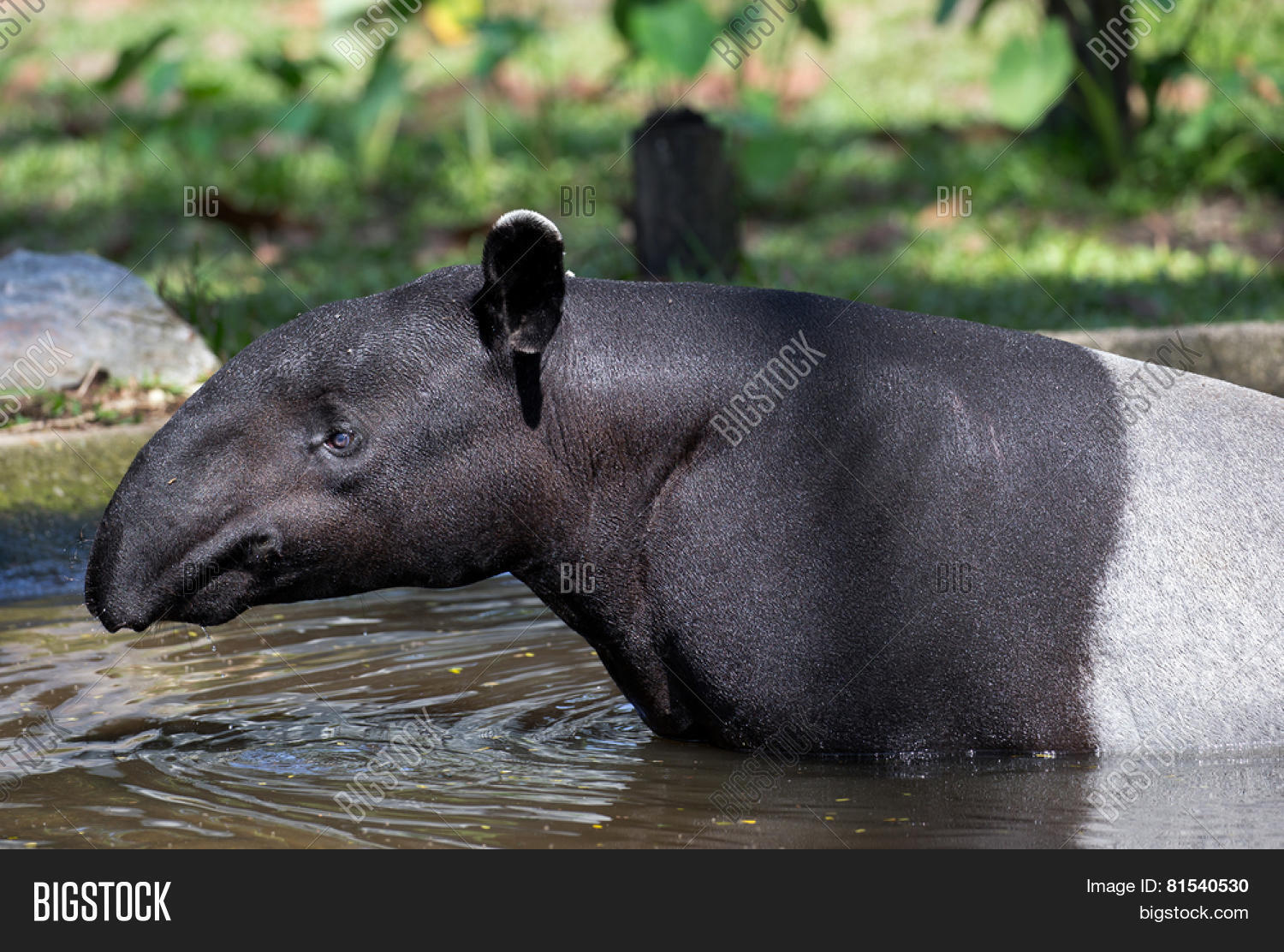 Mountain Tapir Swimming