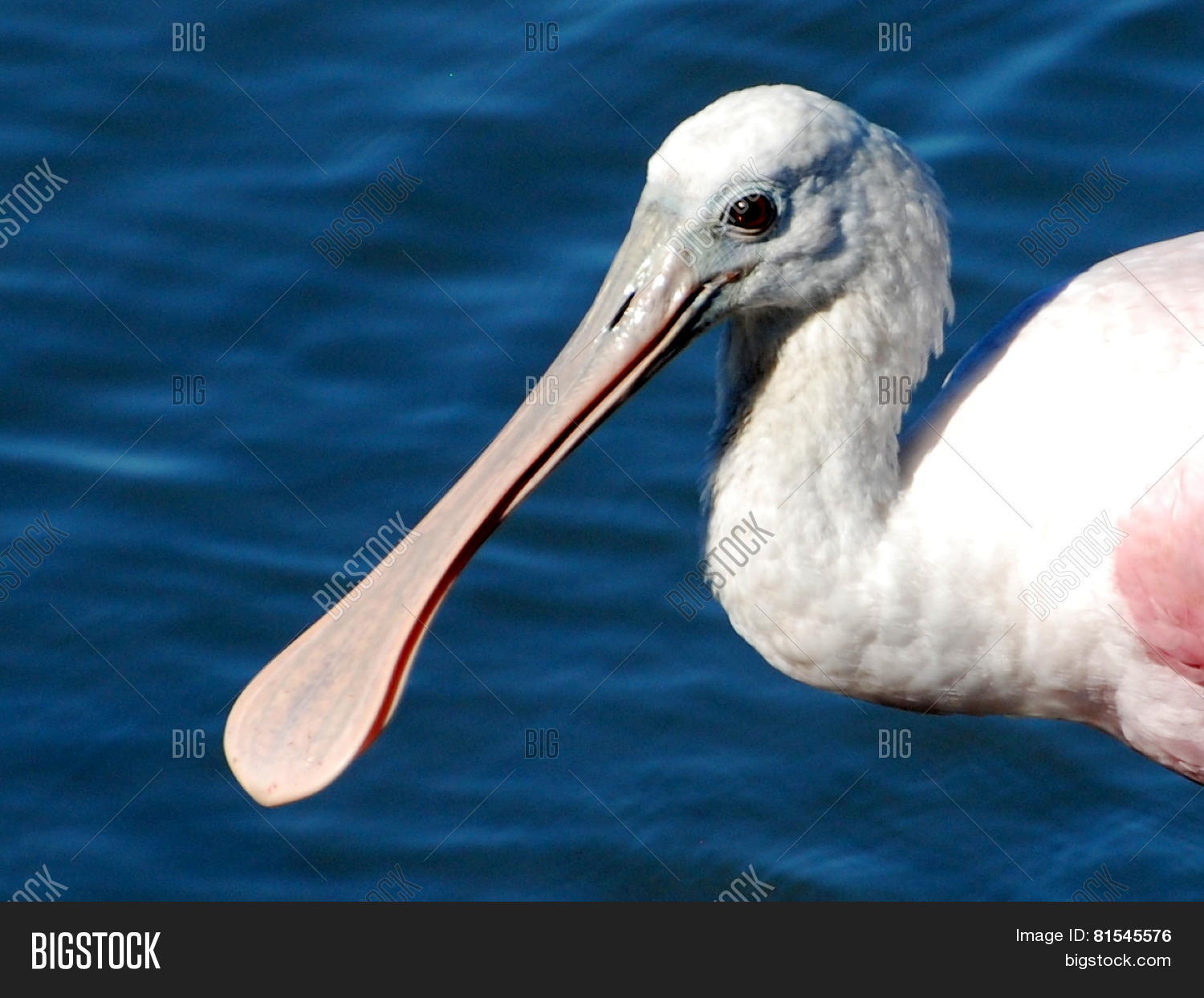 Spoon Bill Image & Photo (Free Trial) | Bigstock