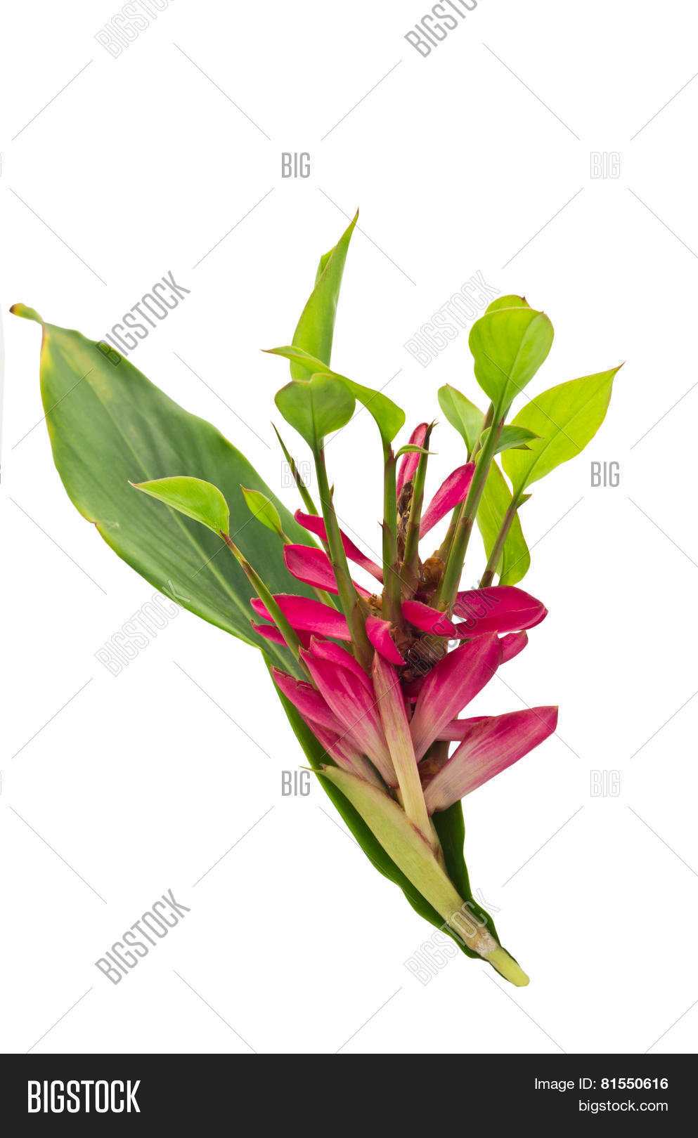 Alpinia Purpurata Image & Photo (Free Trial) | Bigstock