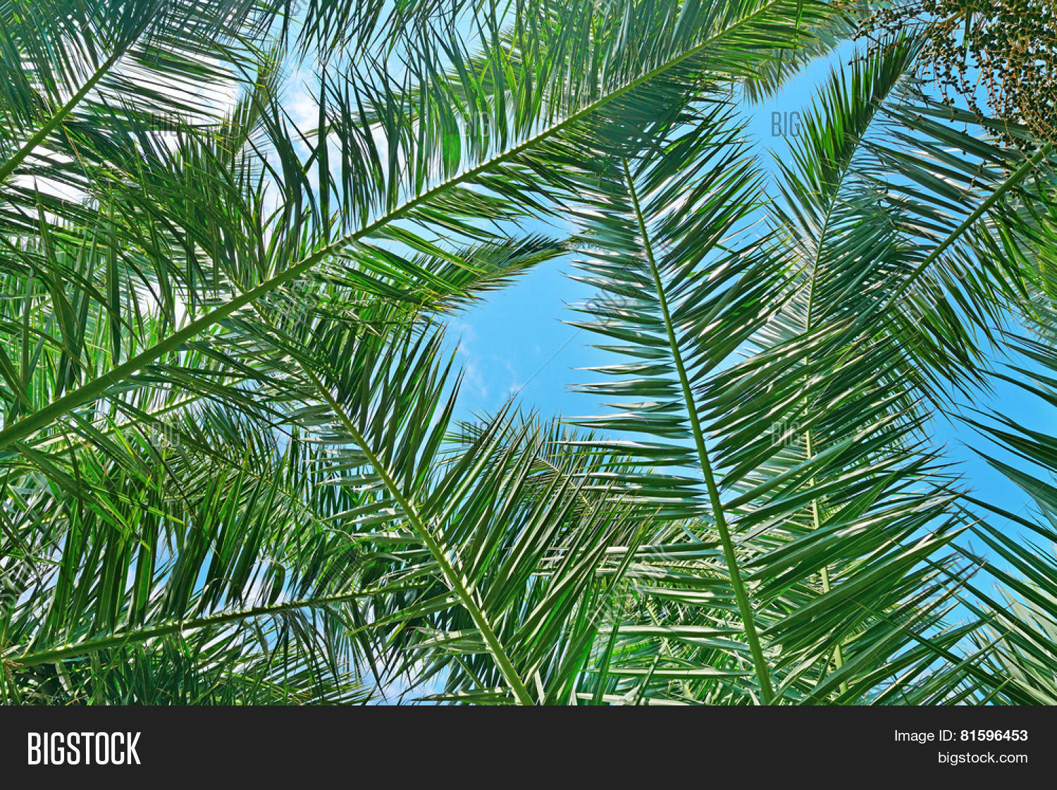 Branches Coconut Tree Image & Photo (Free Trial) | Bigstock