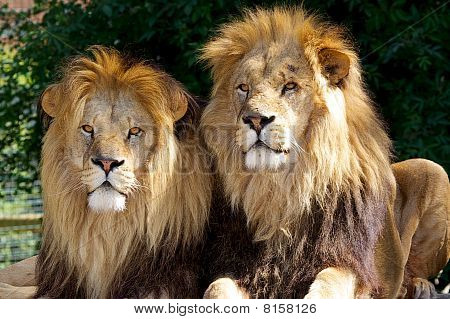 Two Male Loins Image & Photo (Free Trial) | Bigstock