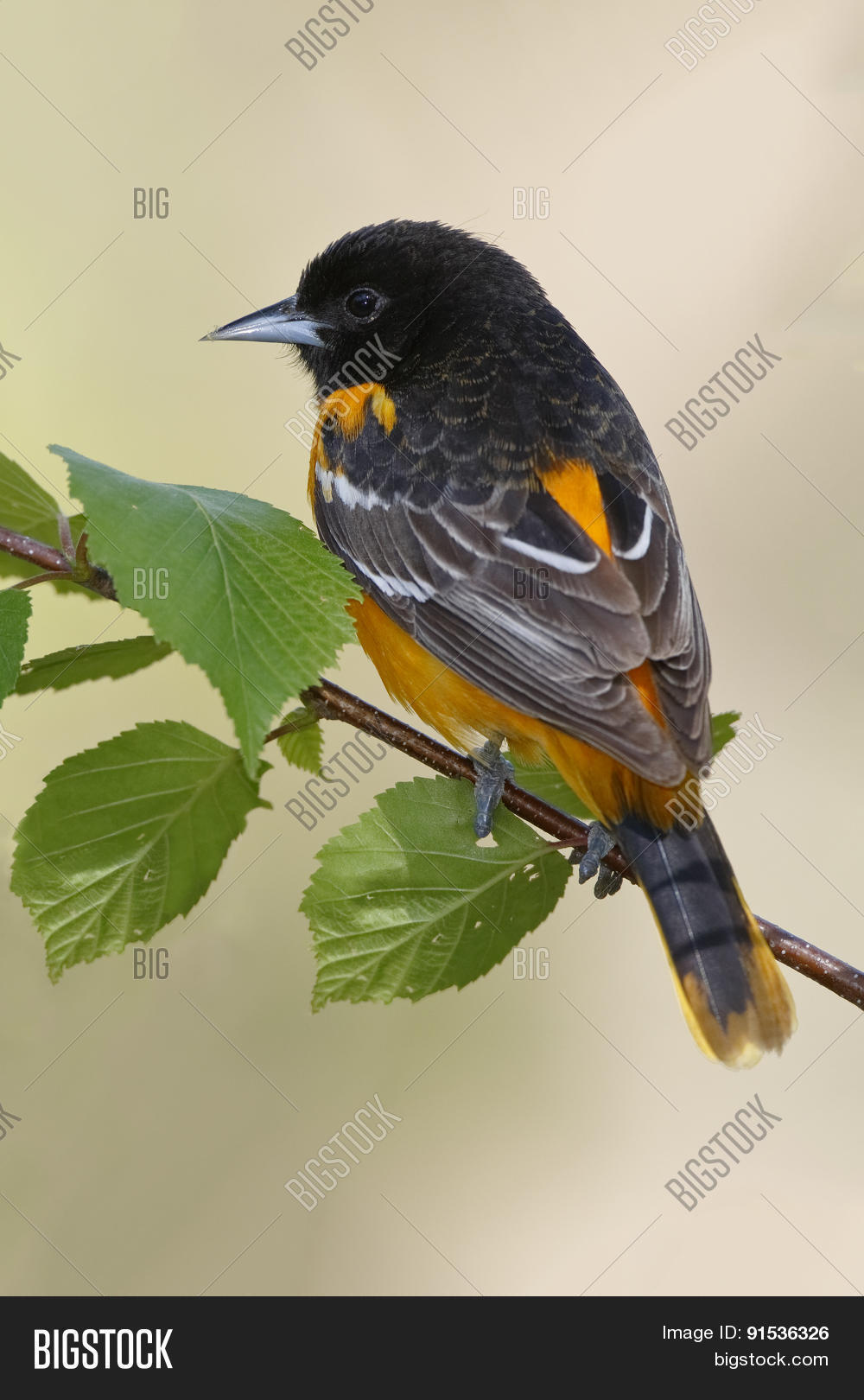 Male Baltimore Oriole Image & Photo (Free Trial) | Bigstock