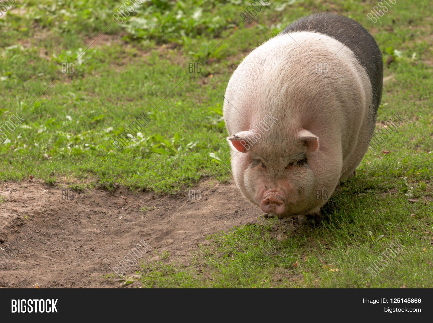 Fat Huge Pig Pasturing Image & Photo (Free Trial) | Bigstock