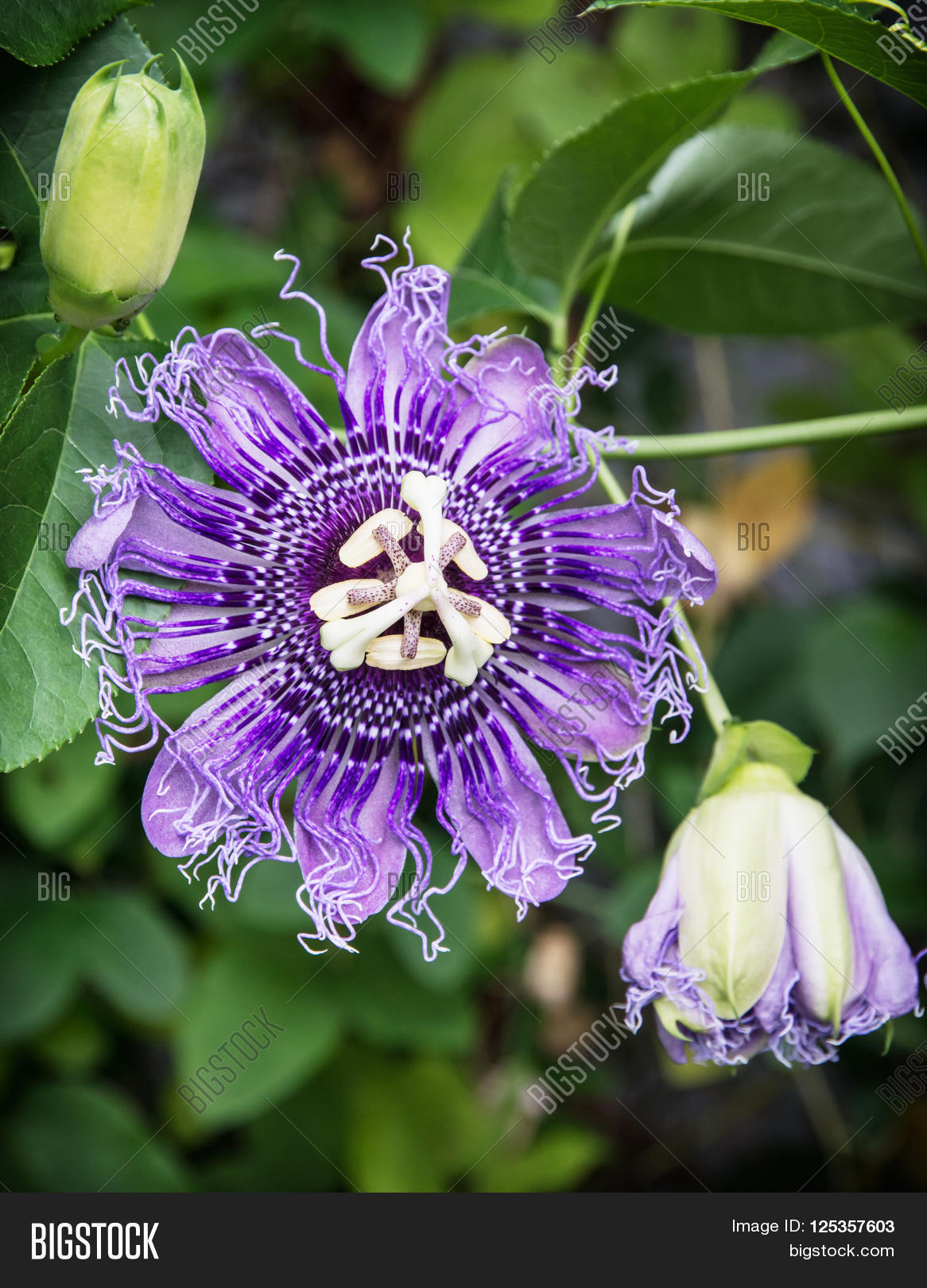 Macro Photo Passiflora Image & Photo (Free Trial) | Bigstock