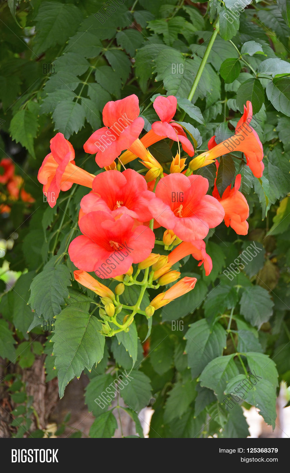 Beautiful Red Flower Image & Photo (Free Trial) | Bigstock