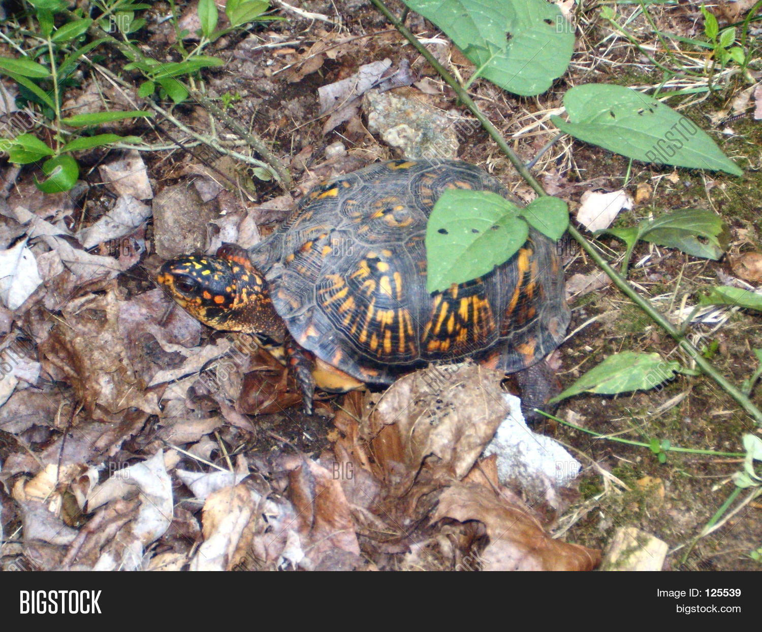 Turtle Full Shot Image & Photo (Free Trial) | Bigstock