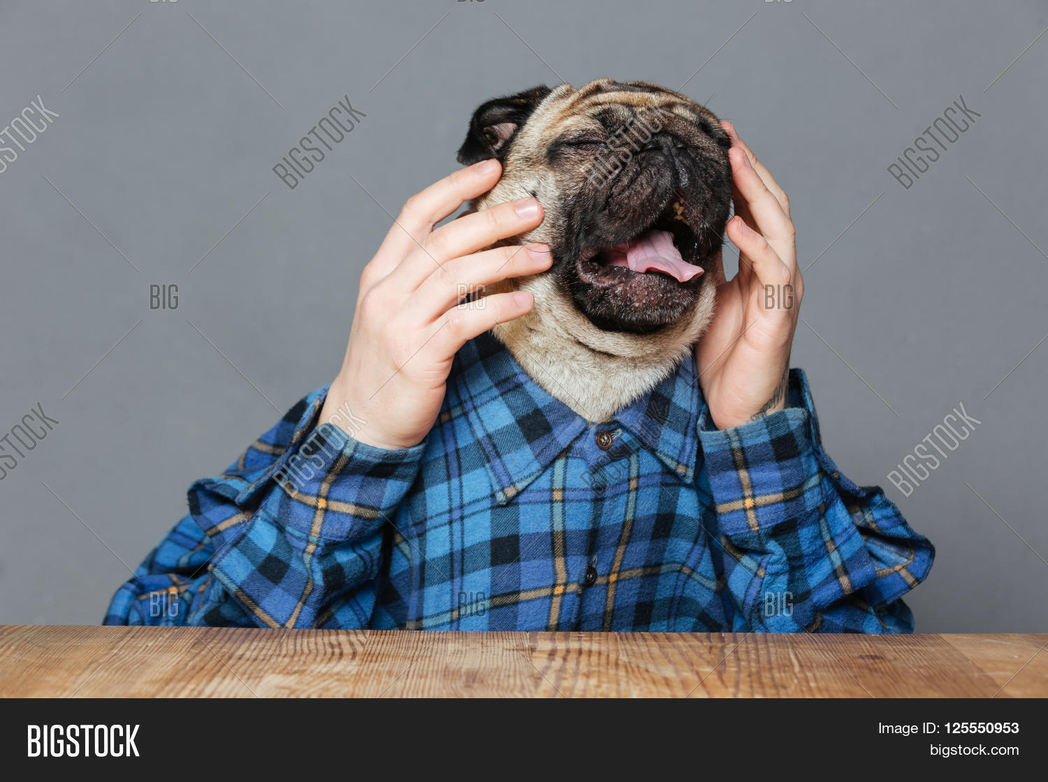 Desperate Sad Pug Dog Image & Photo (Free Trial) | Bigstock