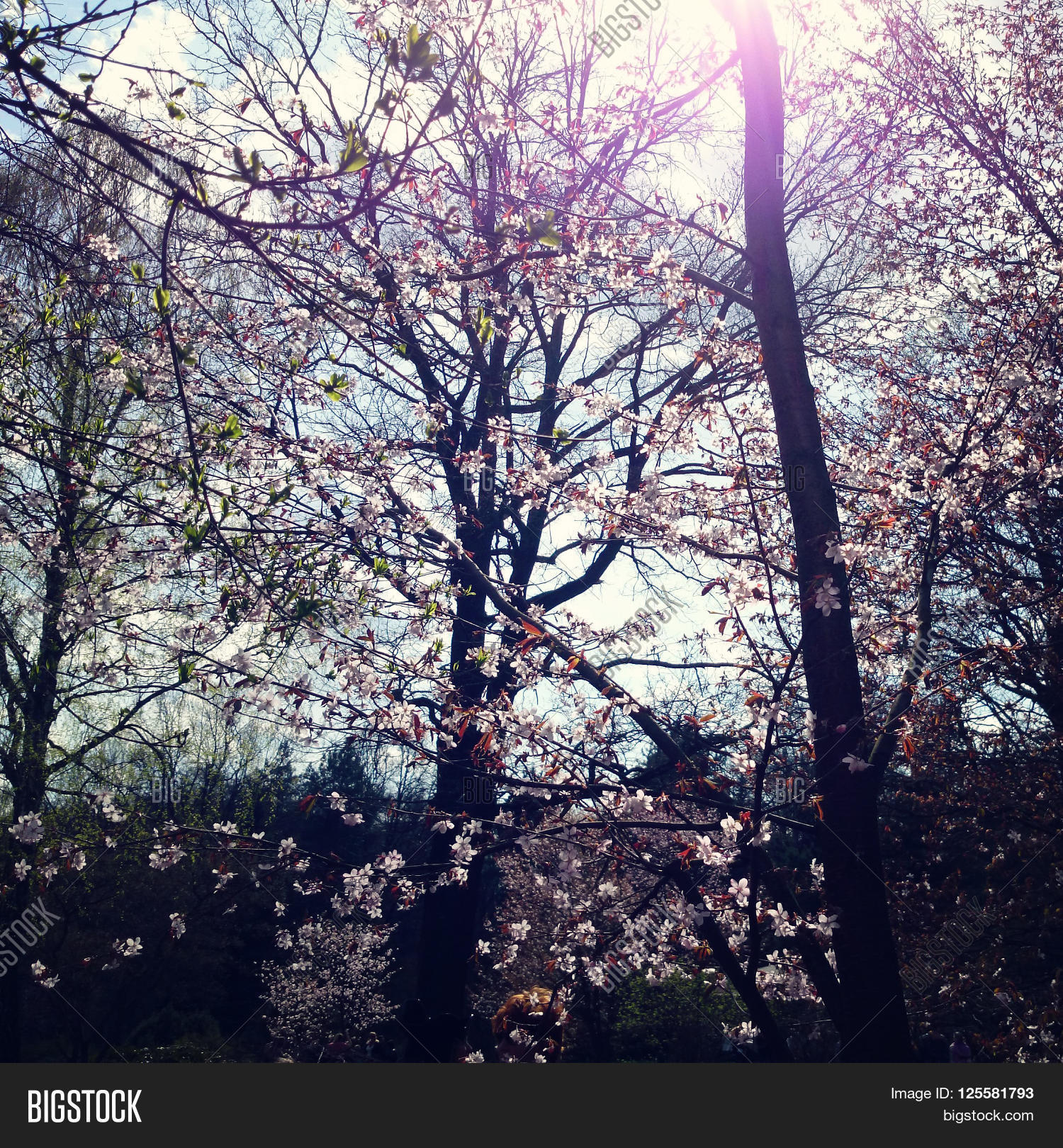 Sakura Flowers Bloom. Image & Photo (Free Trial) | Bigstock