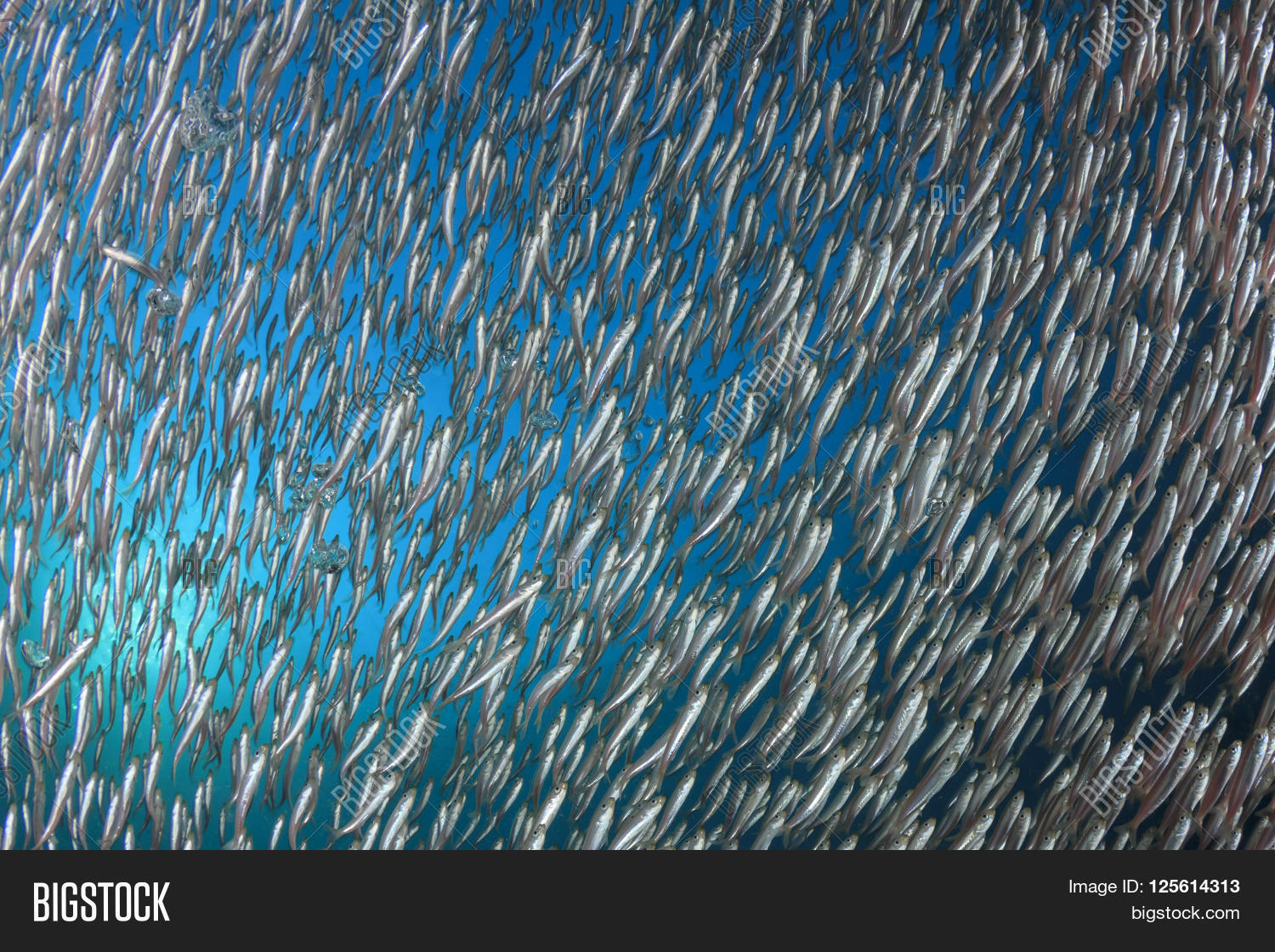 Sardines Fish Image & Photo (Free Trial) | Bigstock