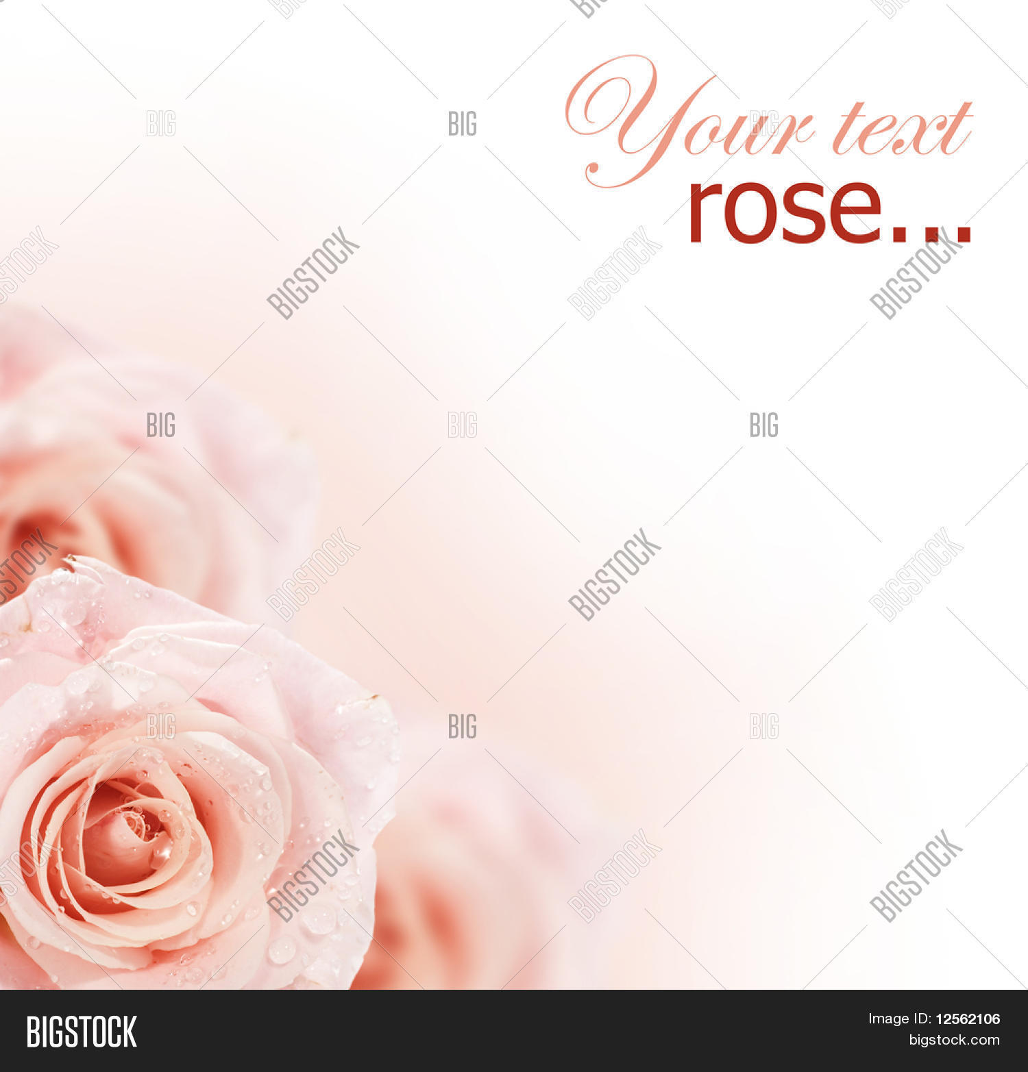 Soft Roses Border Image & Photo (Free Trial) | Bigstock
