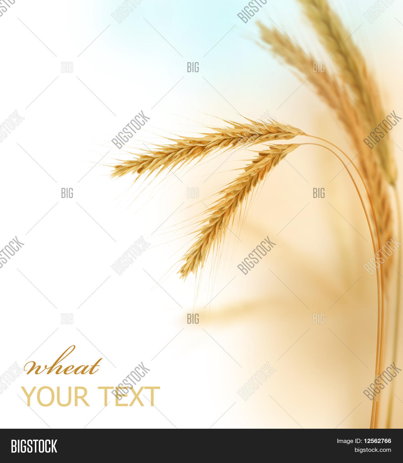 Wheat Border Image & Photo (Free Trial) | Bigstock