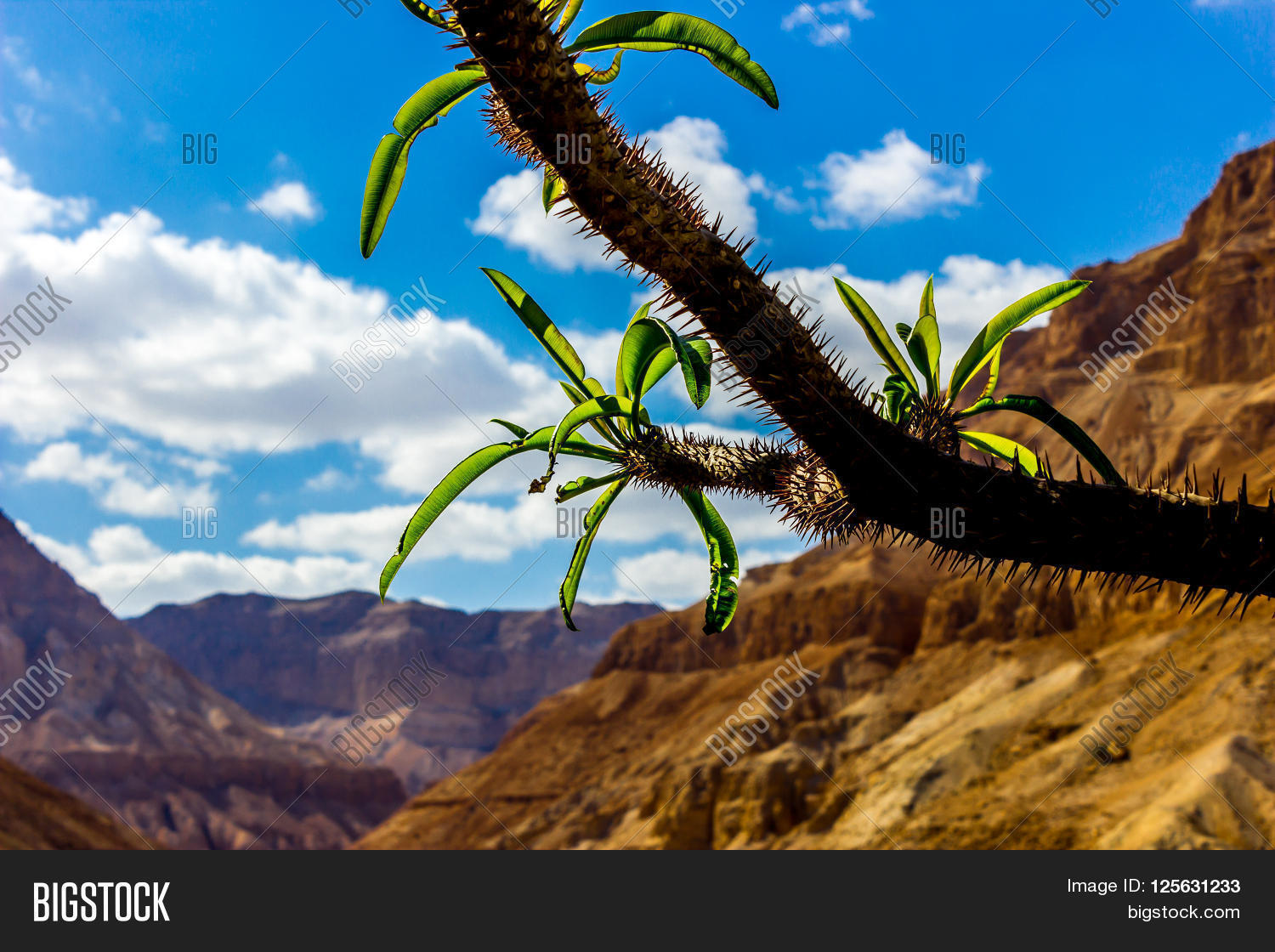 Yehuda Desert Spiky Image & Photo (Free Trial) | Bigstock