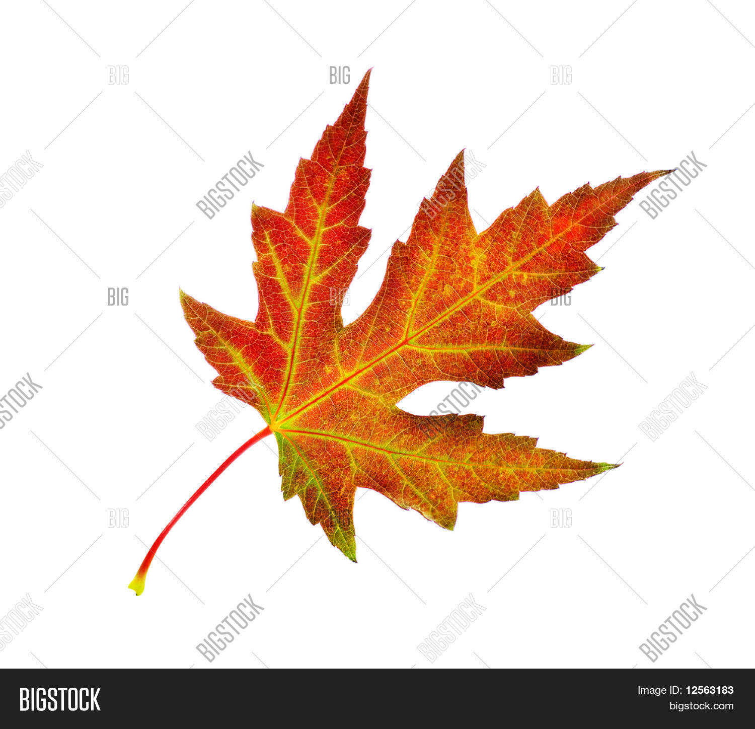 Perfect Autumn Leaf Image & Photo (Free Trial) | Bigstock