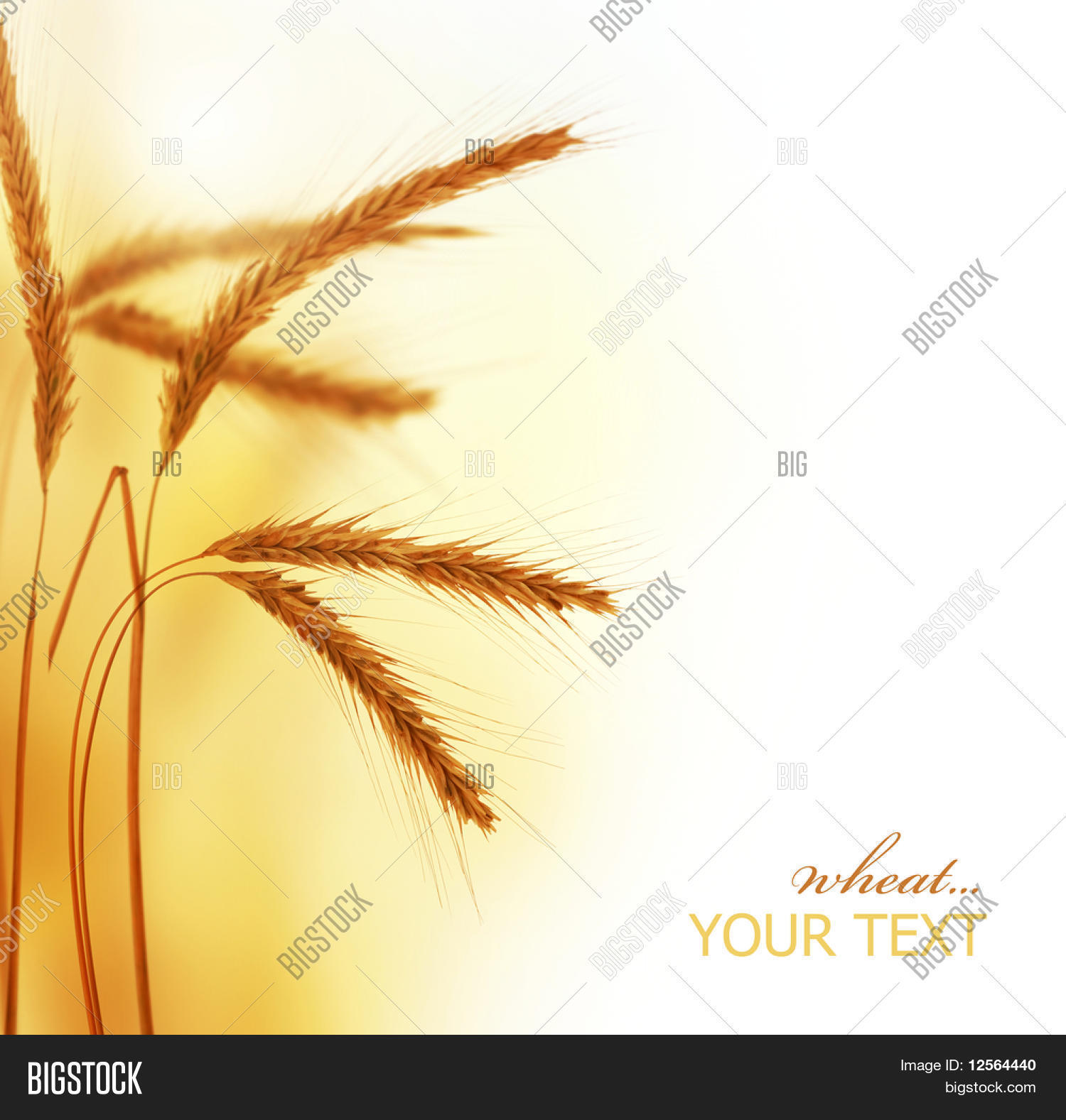 Wheat Border Image & Photo (Free Trial) | Bigstock